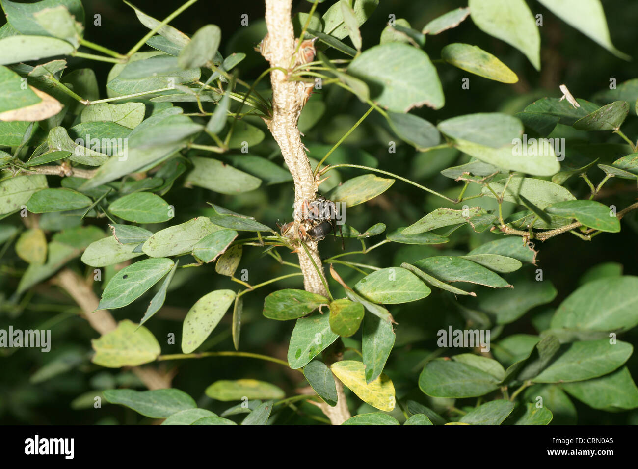 Big black wasp takes a live Thorn Tree-hopper (Umbonia crassicornis ...
