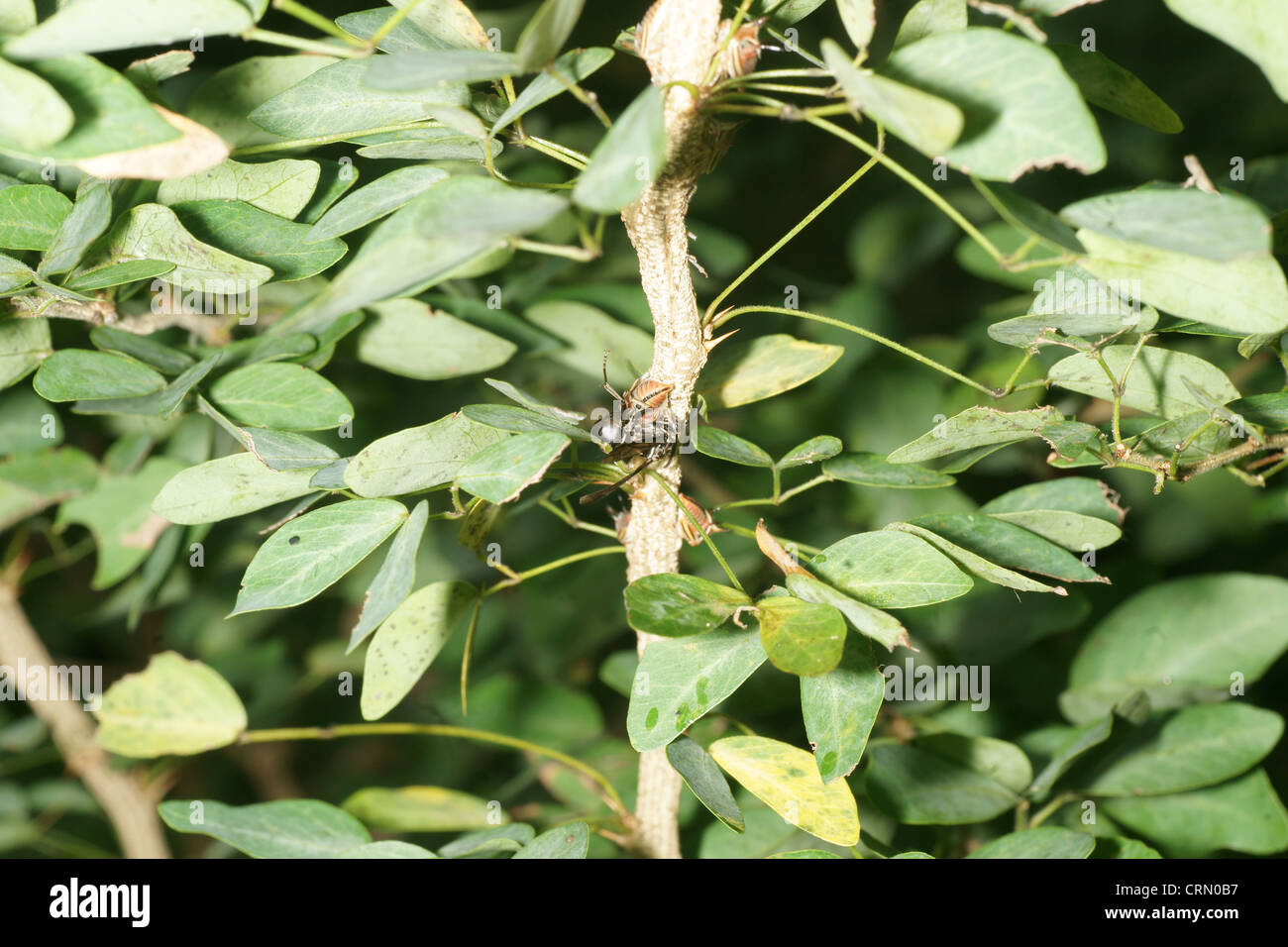 Treehopper larvae hi-res stock photography and images - Alamy