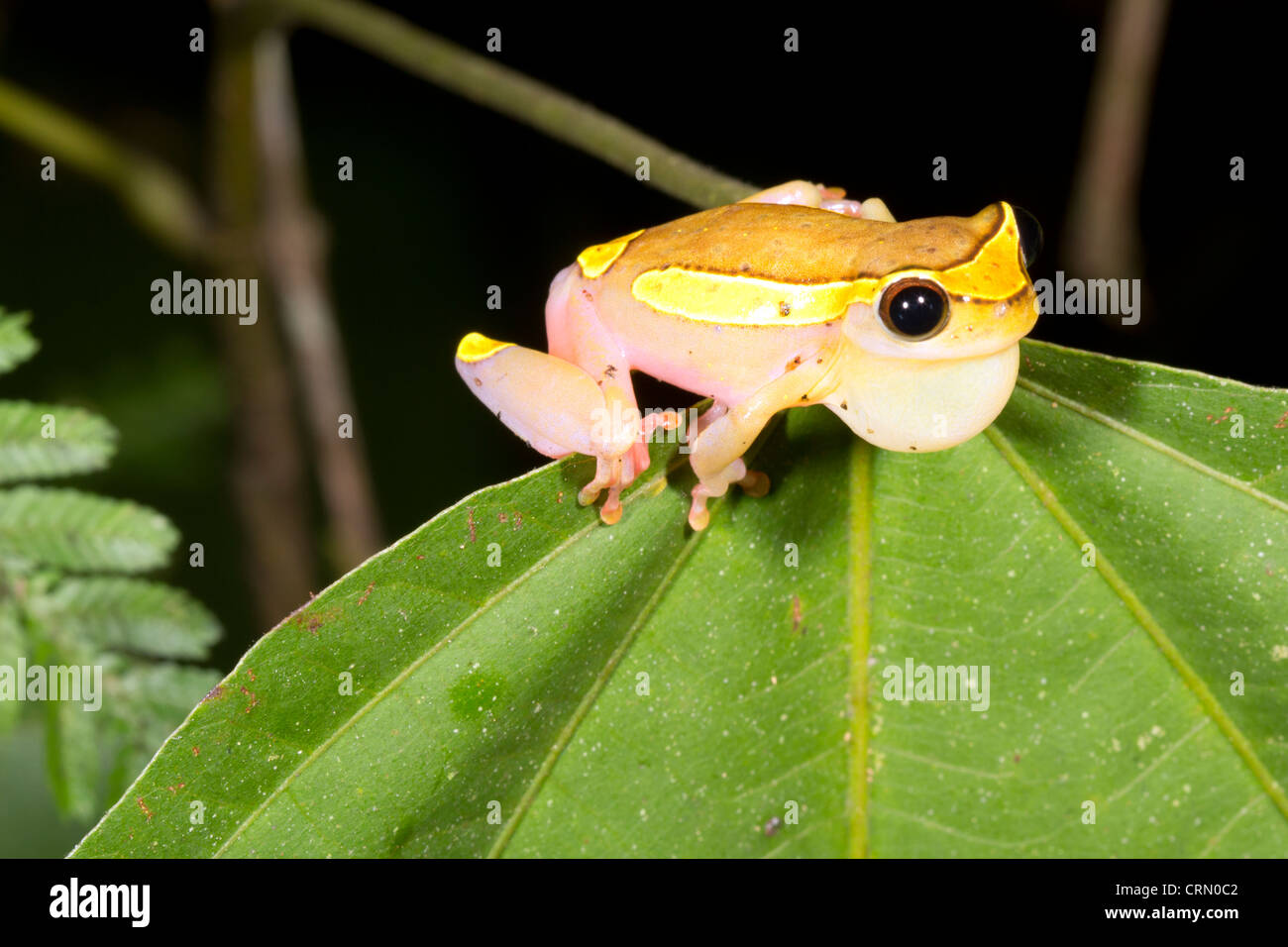Upper Amazon Treefrog (Dendropsophus bifurcus). Calling male with vocal ...