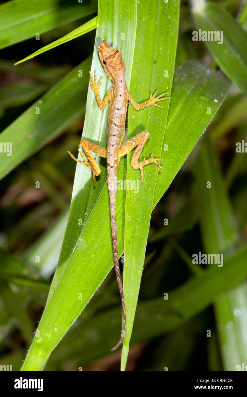 Lizard resting on blade of grass hi-res stock photography and images ...