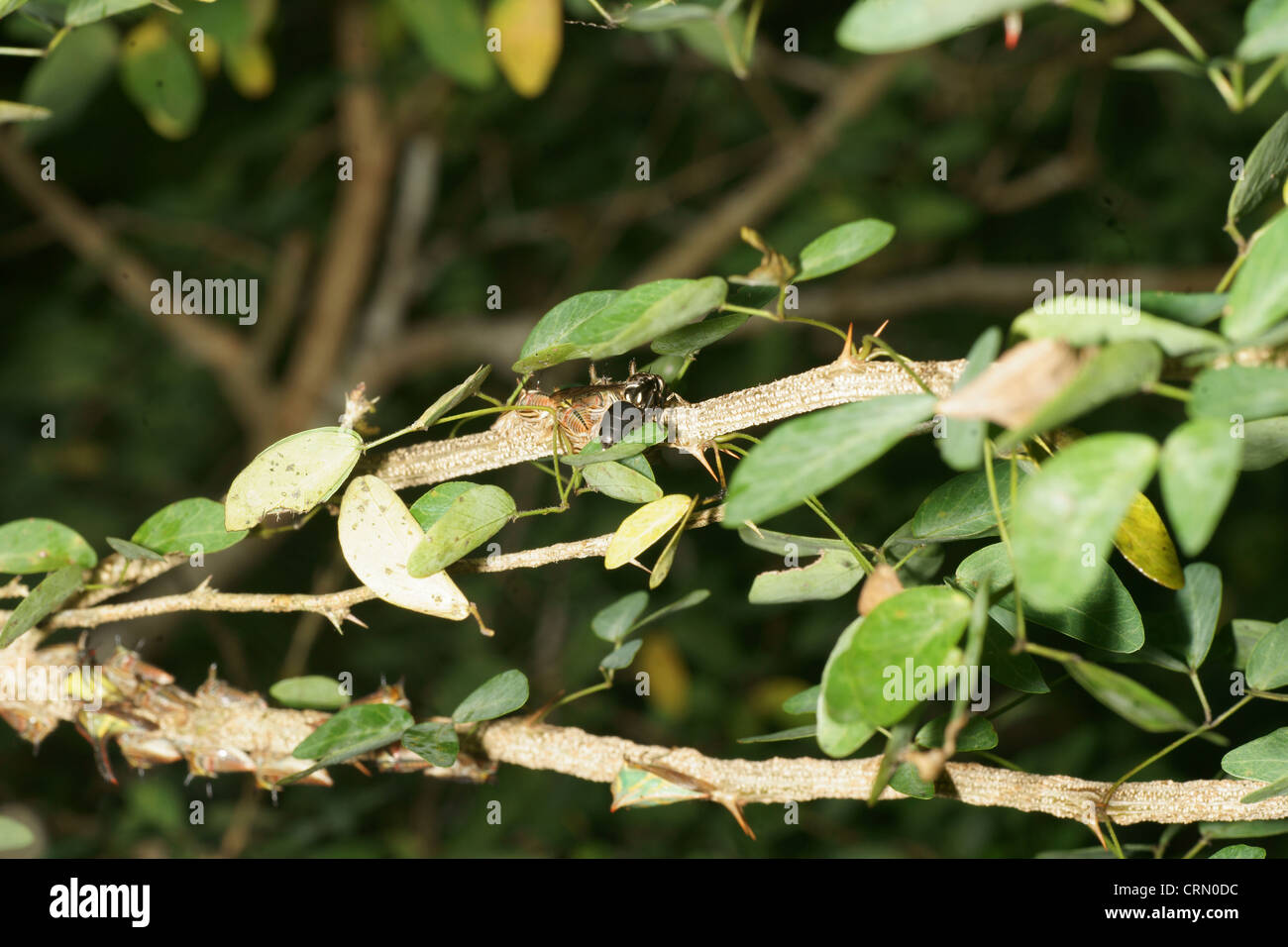 Big black wasp takes a live Thorn Tree-hopper (Umbonia crassicornis ...