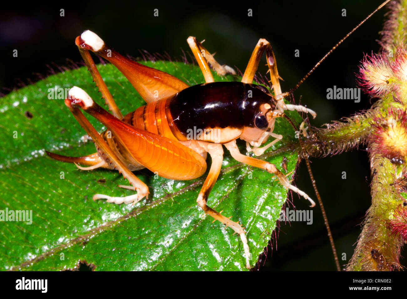 Camel cricket (Lutosa sp.) on a leaf in rainforest, Ecuador Stock Photo ...
