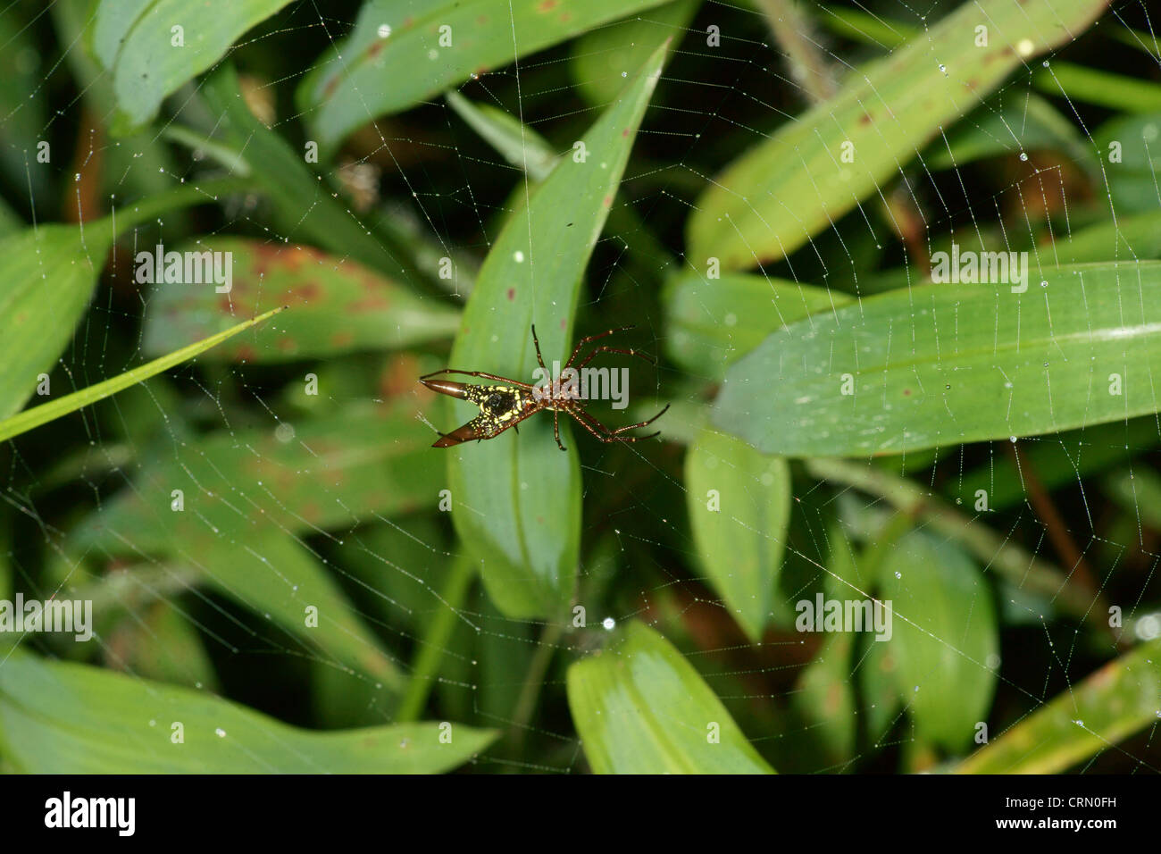 Rain forest disguise hidden hi-res stock photography and images - Alamy