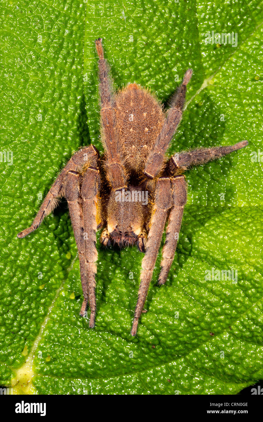Brazilian wandering spider banana spider High Resolution Stock ...