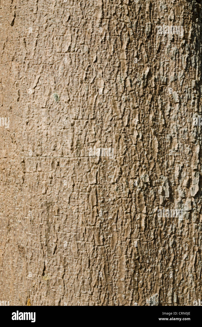 Texture on the old big tree Stock Photo - Alamy