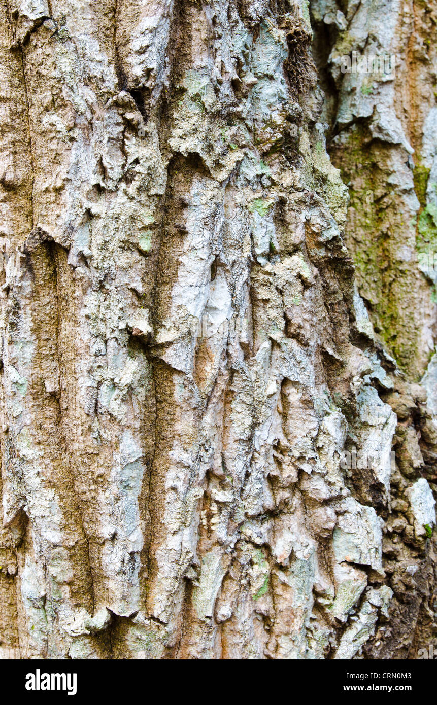 Texture on the old big tree Stock Photo - Alamy