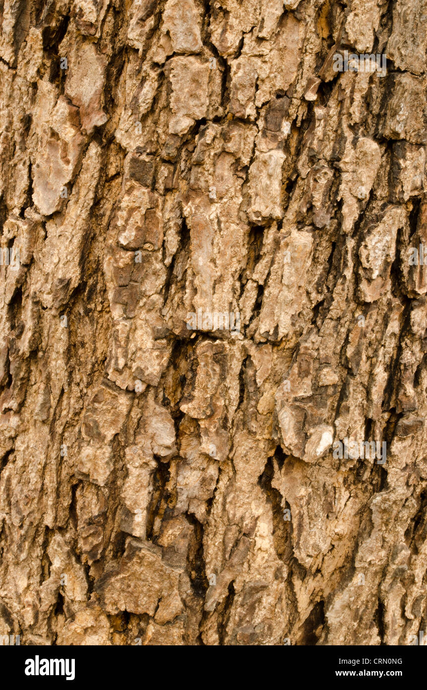 Texture on the old big tree Stock Photo - Alamy