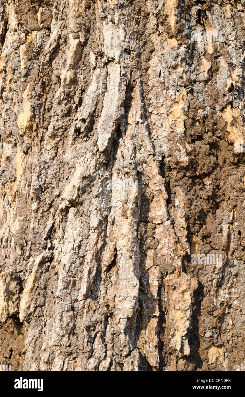 Texture on the old big tree Stock Photo - Alamy