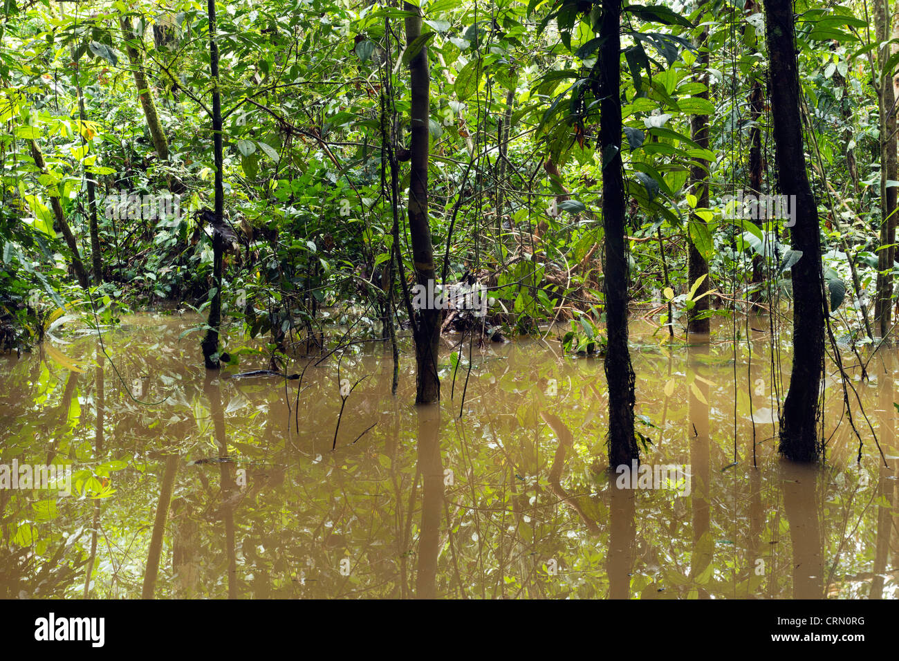 Flooded rainforest in the Ecuadorian Amazon Stock Photo - Alamy