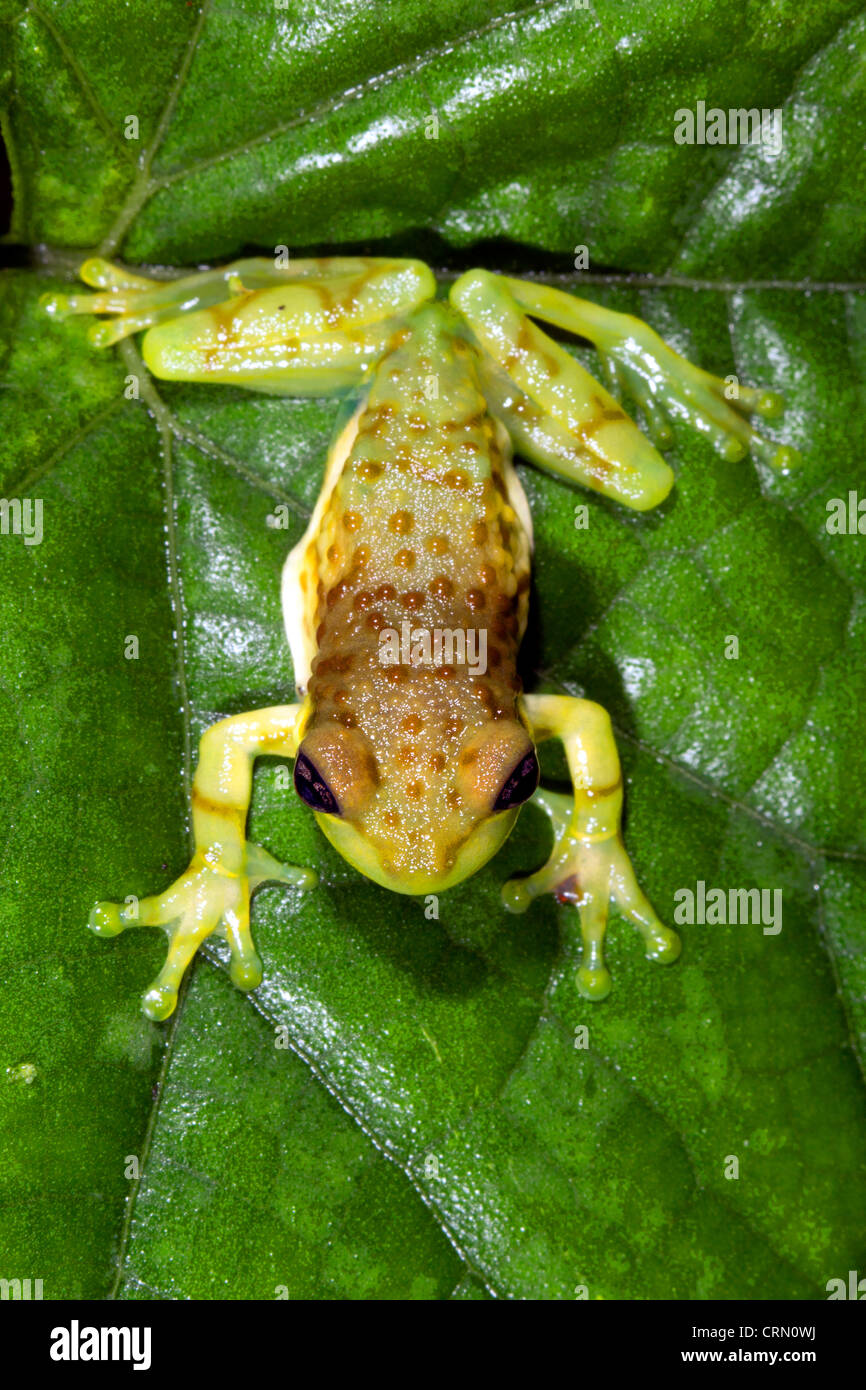 Grunting tree hole frog (Trachycephalus resinifictrix) in the ...