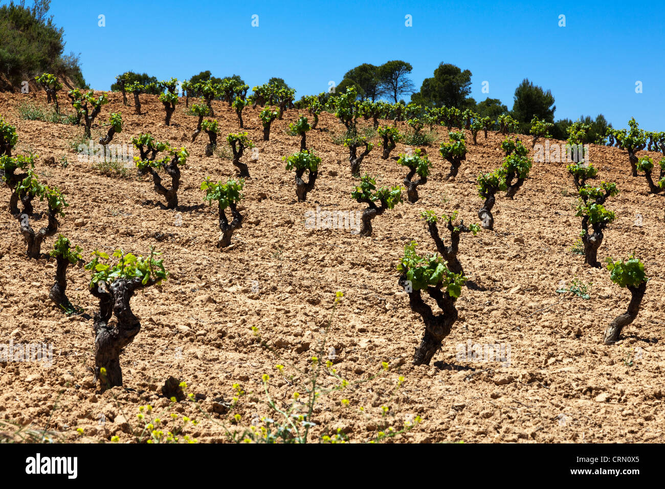 Spanish grape vine hi-res stock photography and images - Alamy