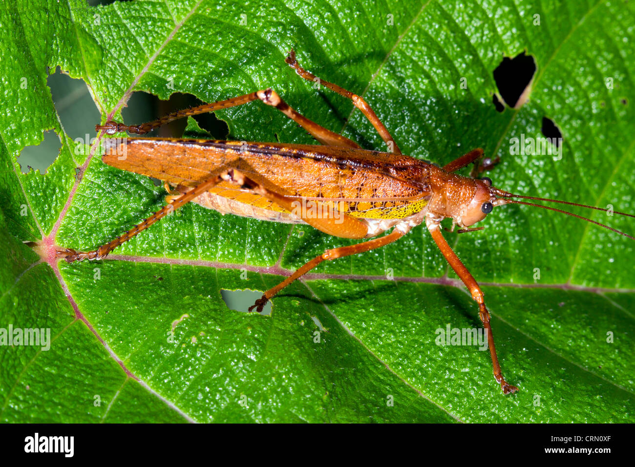 Amazon rainforest grasshopper hi-res stock photography and images - Alamy