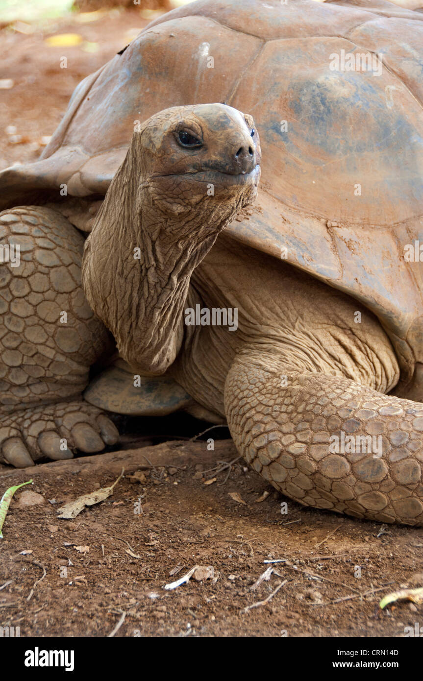 Island of Mauritius. Casela Park, popular wildlife bird and animal park ...