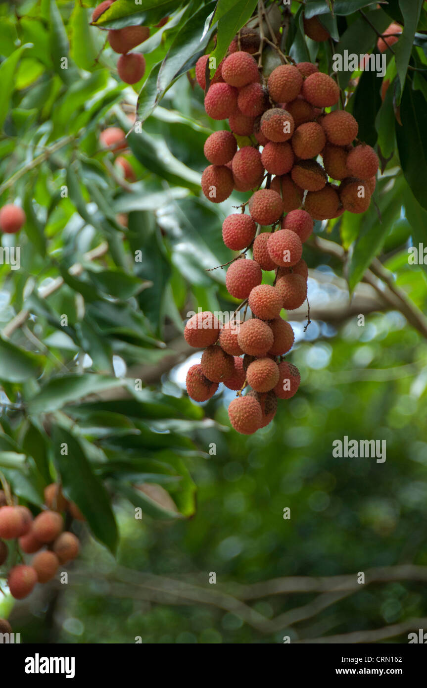 French Overseas territory, Reunion Island. Perfumes & Spice Garden ...