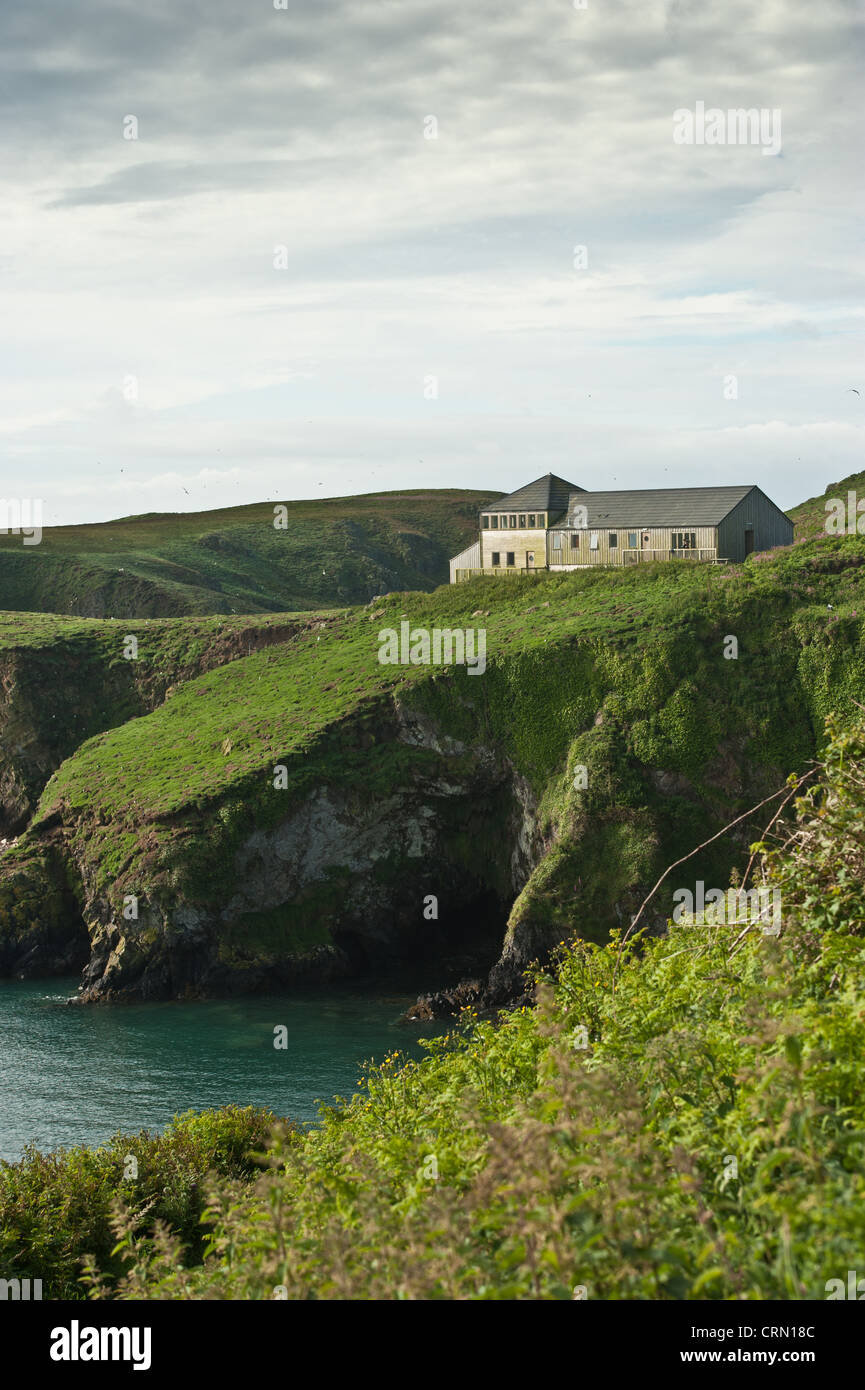 Skomer birds colonies hi-res stock photography and images - Alamy