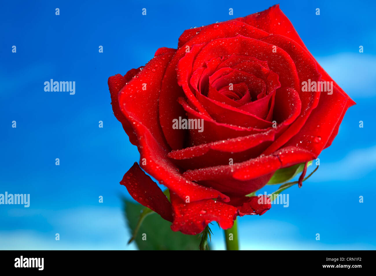 A single red rose photographed against a sky background Stock Photo - Alamy