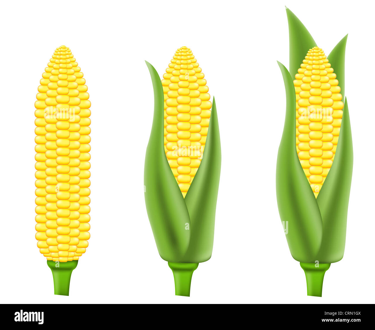 corn illustration isolated on white background Stock Photo - Alamy