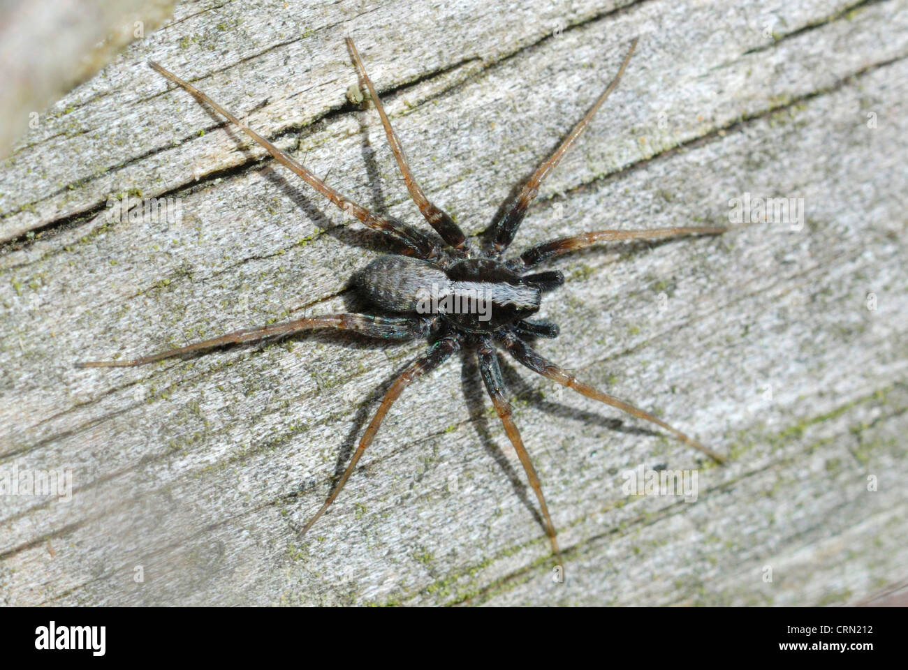 Male Dancing Wolf Spider (Pardosa saltans) on a Surrey heath Stock ...