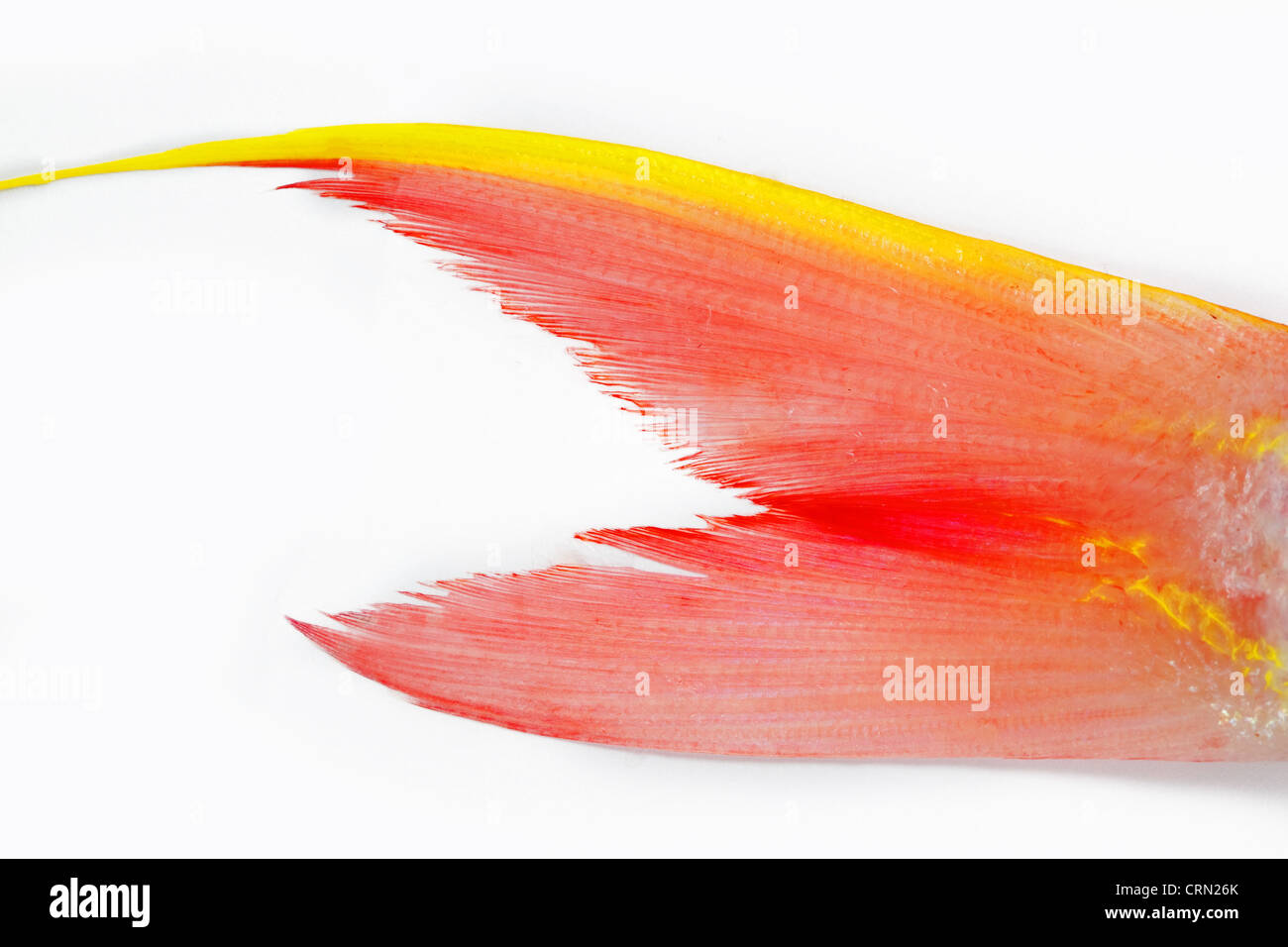 fish tail on white background Stock Photo - Alamy