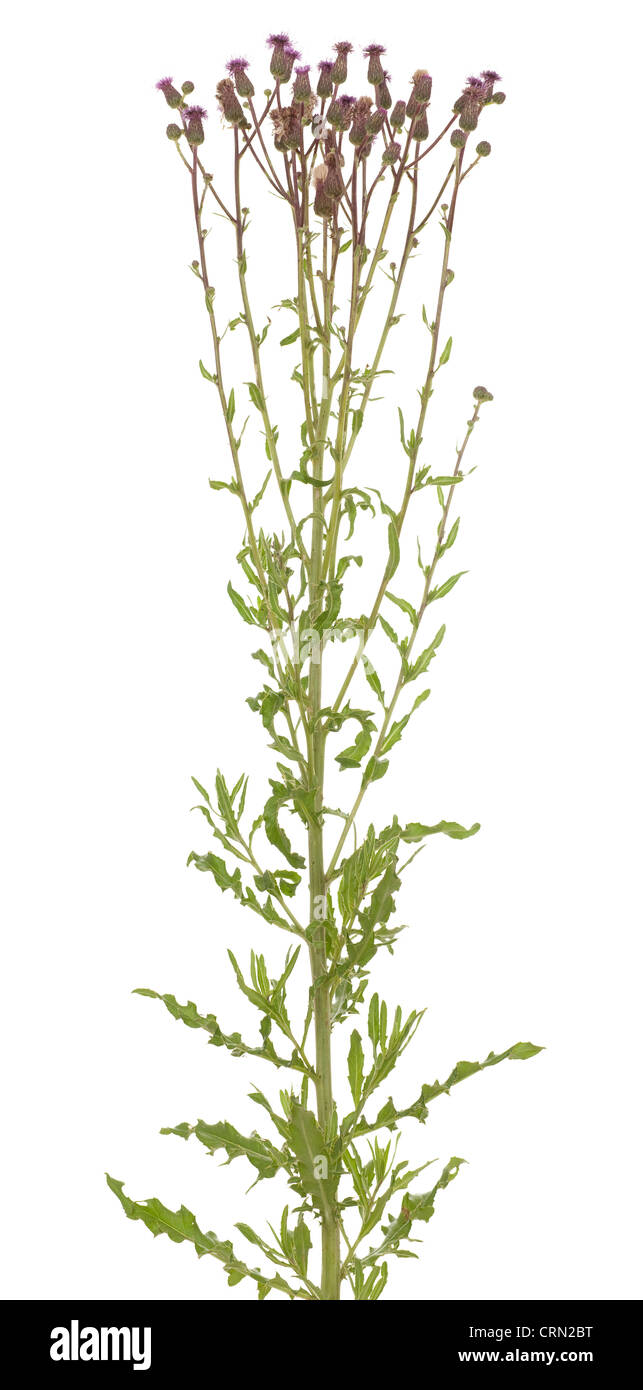 young plant thistle (Cirsium arvense) on white Stock Photo - Alamy