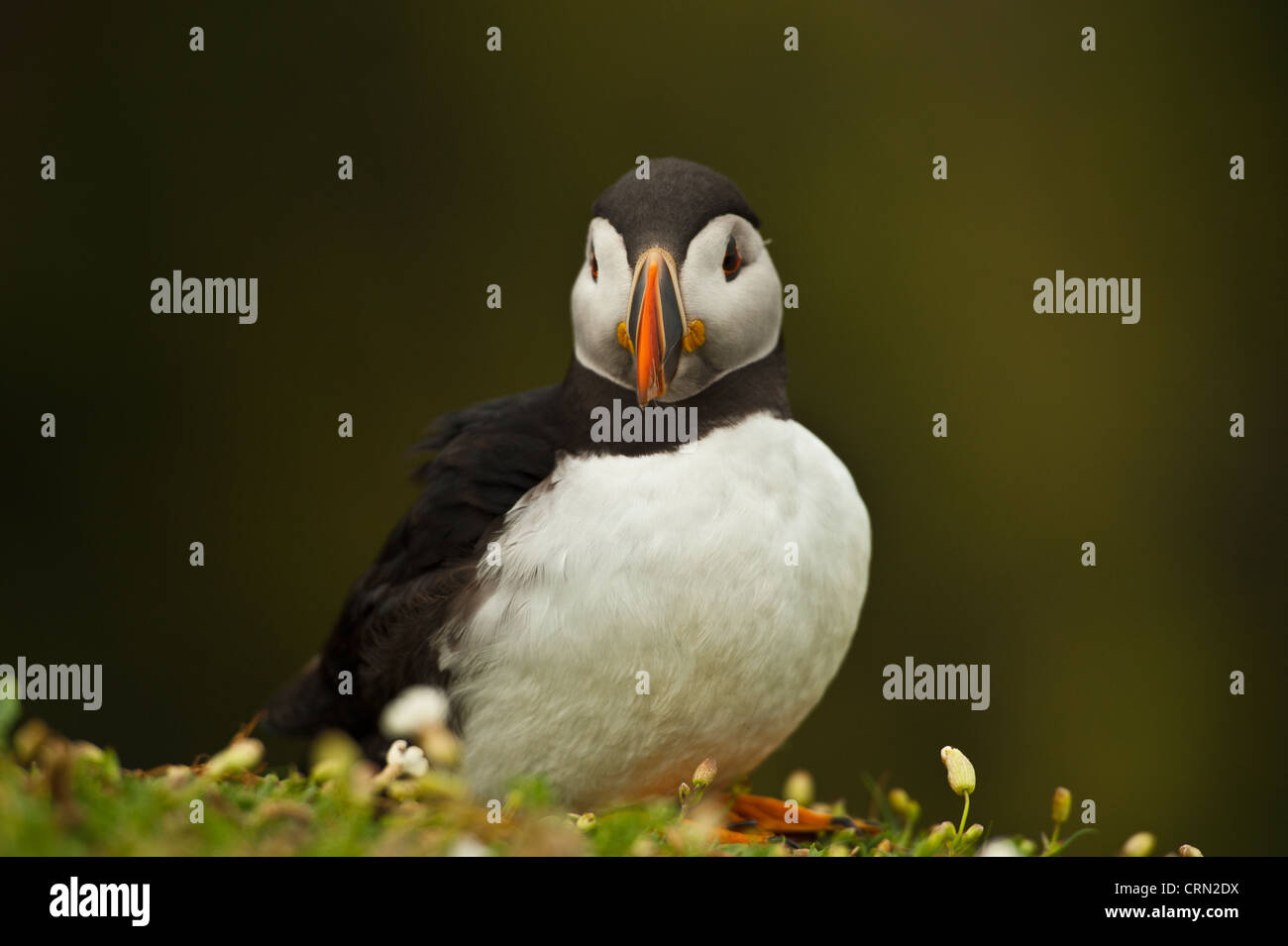 Puffin beaks hi-res stock photography and images - Alamy
