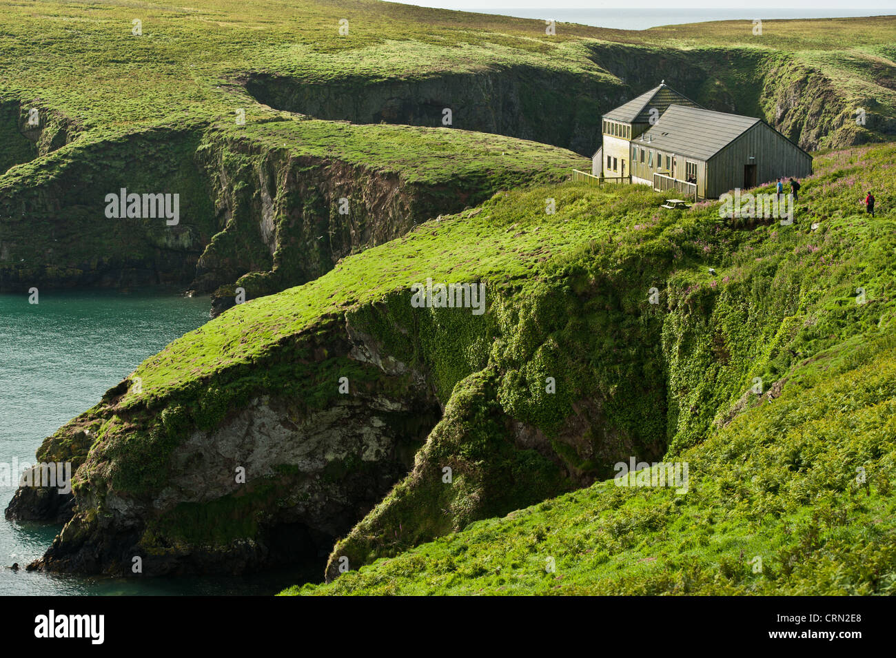 Skomer birds colonies hi-res stock photography and images - Alamy