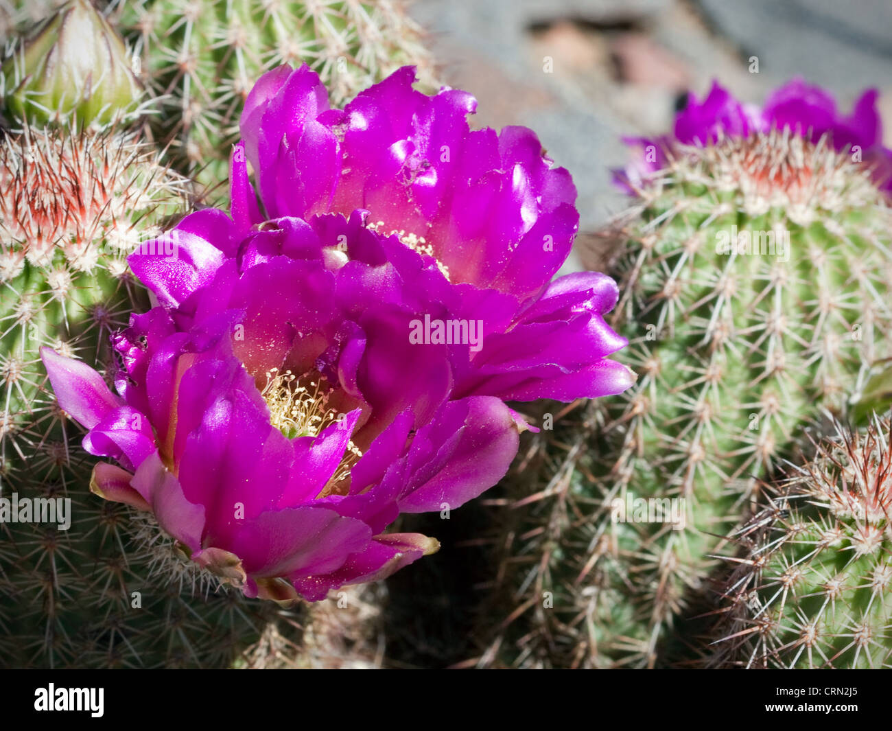 Hedgehog cactus (Echinocereus sp Stock Photo - Alamy