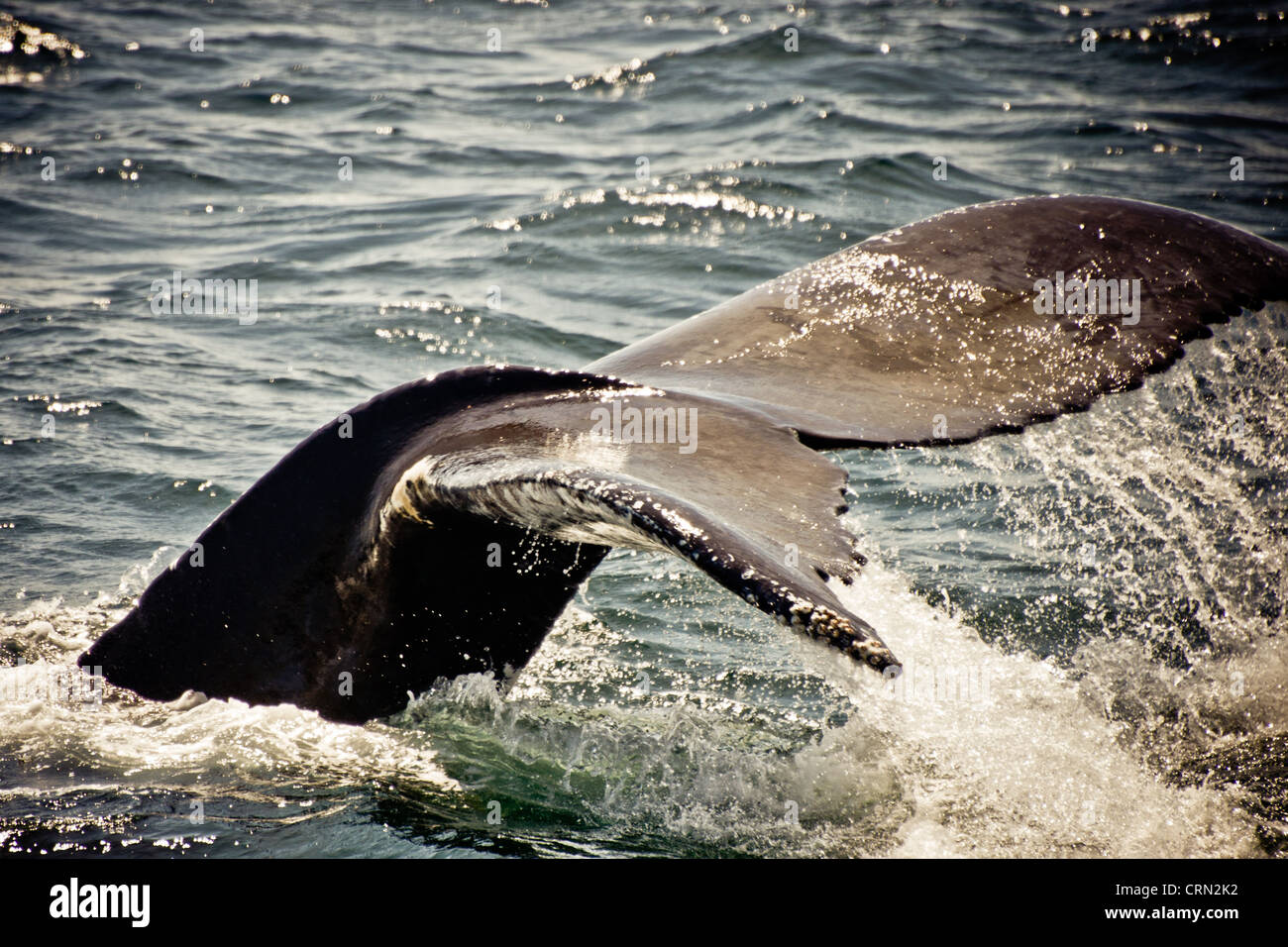 Humpback Whale (Megaptera novaeangliae Stock Photo - Alamy