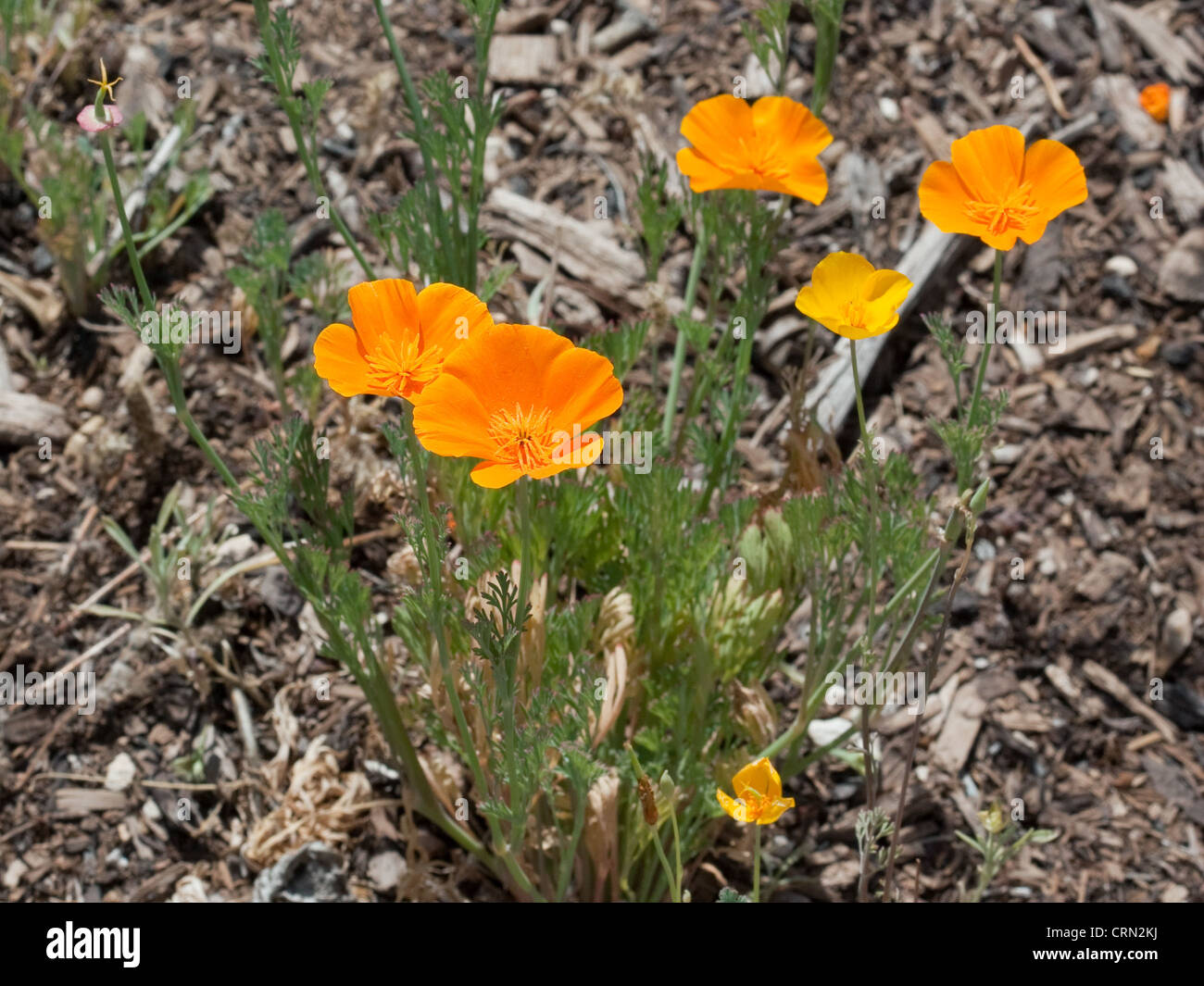 California poppy (Eschscholzia californica californica Stock Photo - Alamy