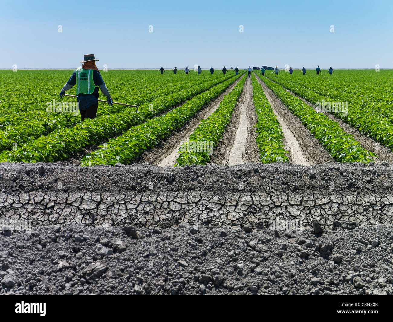 Farmer workers lined up in a row working in a field in the Central ...