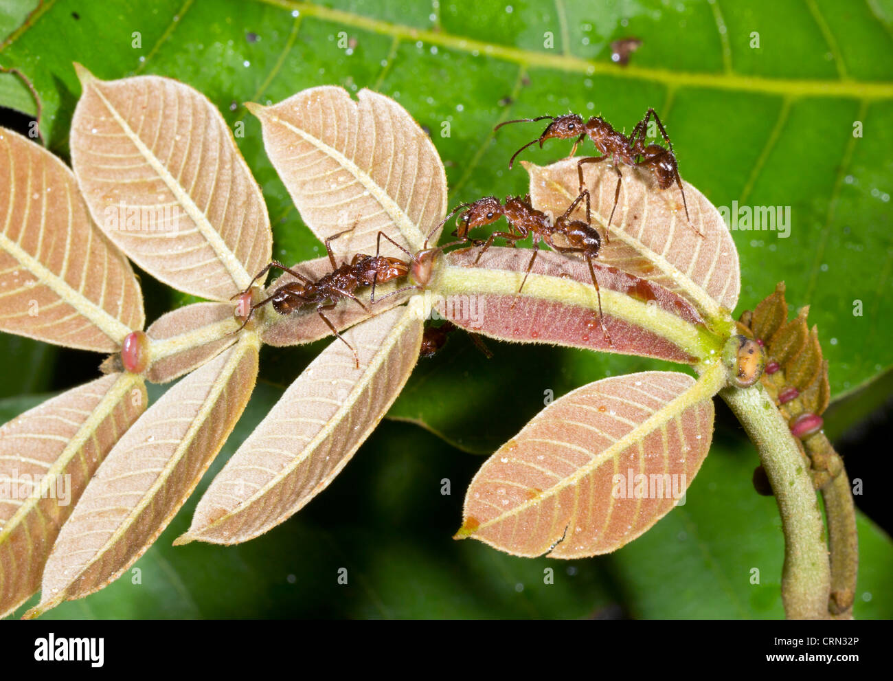 Large Amazonian ants gathering nectar from extra-floral nectaries on a ...