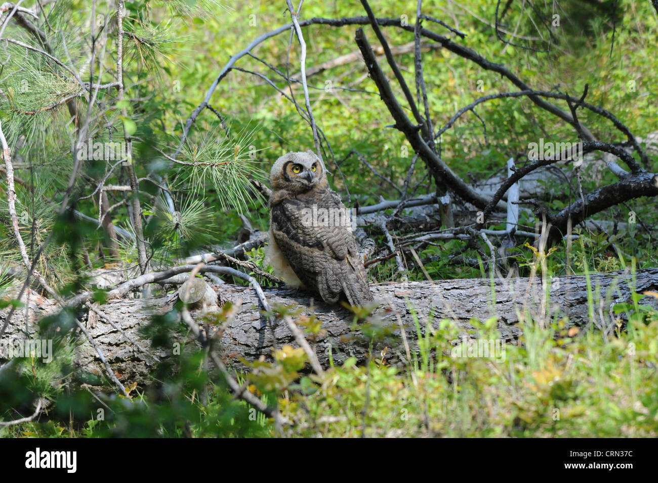 Baby Great Horned Owl on tree Stock Photo - Alamy