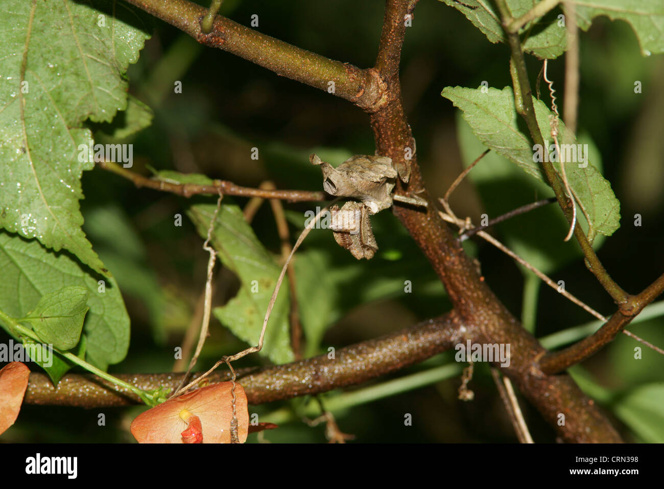 Dead leaf Mantis (Acanthops falcata) mimics a dead leaf, keeps ...