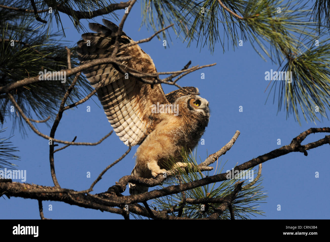 Baby Great Horned Owl learning to fly Stock Photo - Alamy