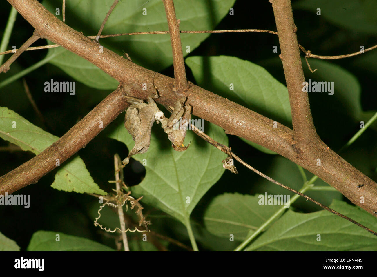Dead leaf mantis camouflage hi-res stock photography and images - Alamy