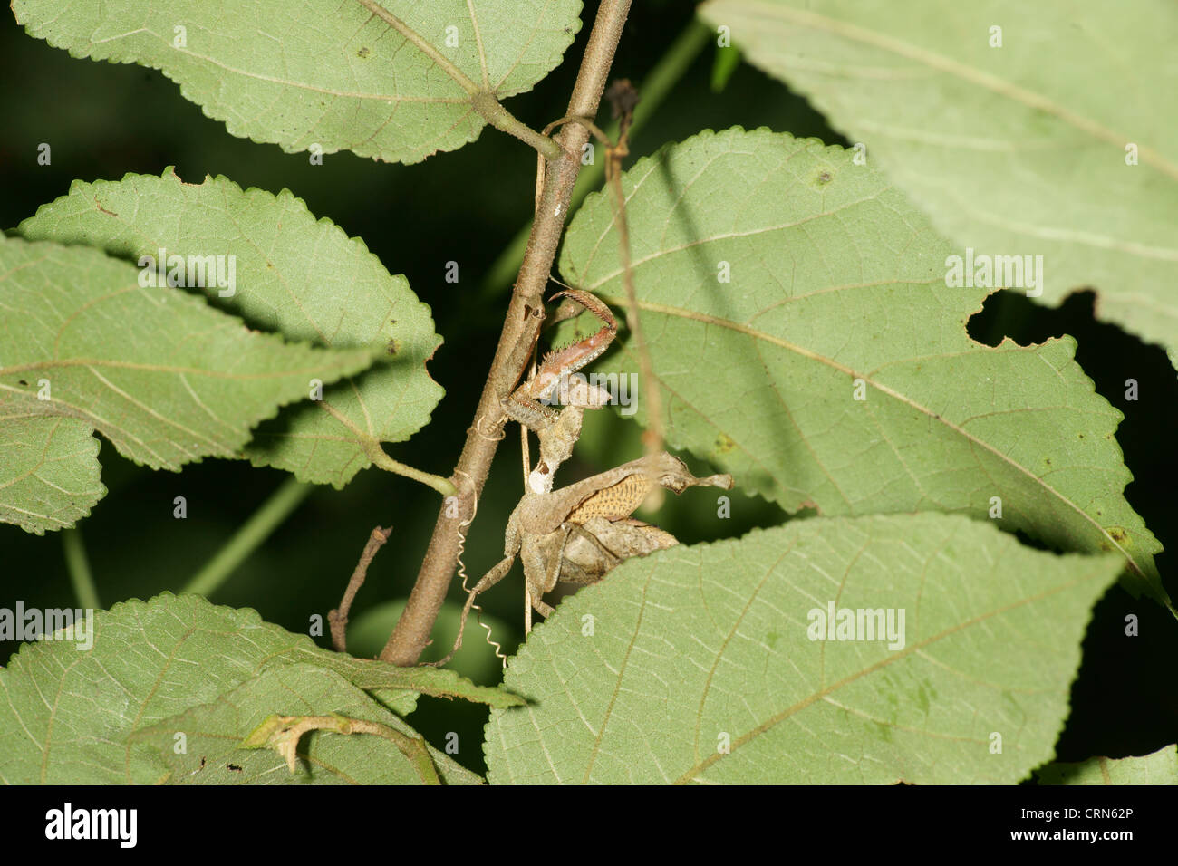 Dead leaf Mantis (Acanthops falcata) mimics a dead leaf, keeps ...
