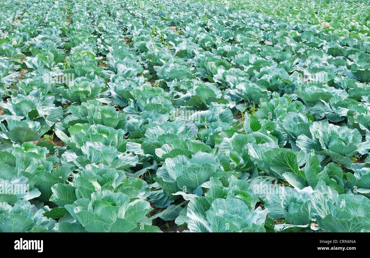 The field of a cabbage Stock Photo - Alamy