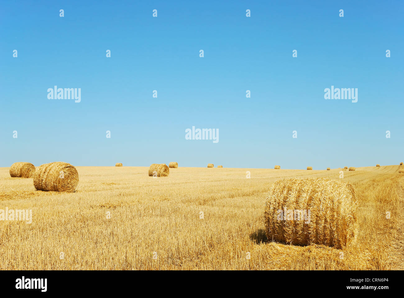 Golden hay bales in the field Stock Photo - Alamy