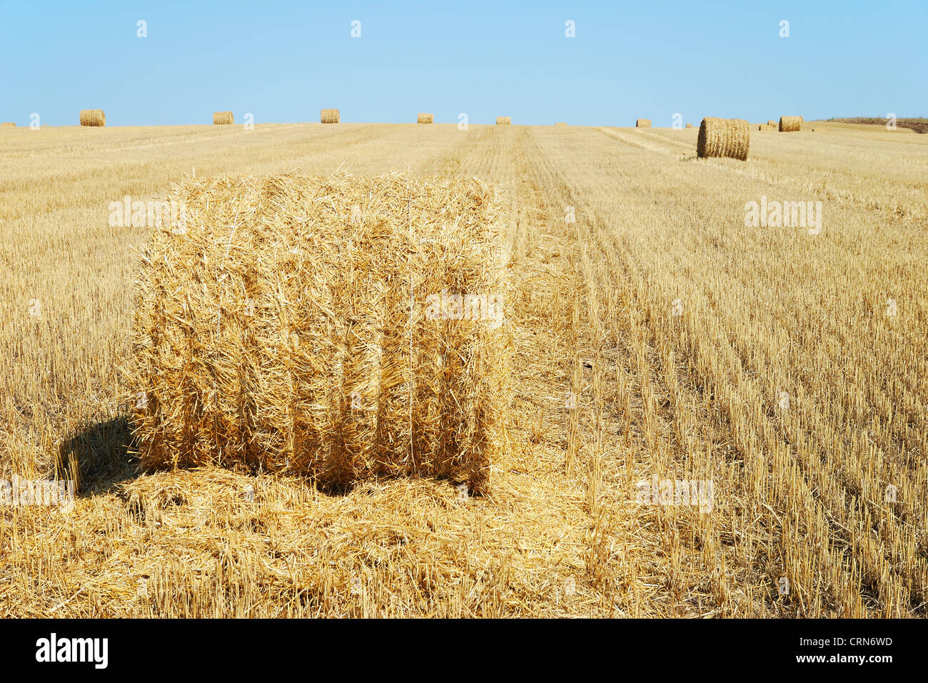 Golden hay bales in the field Stock Photo - Alamy