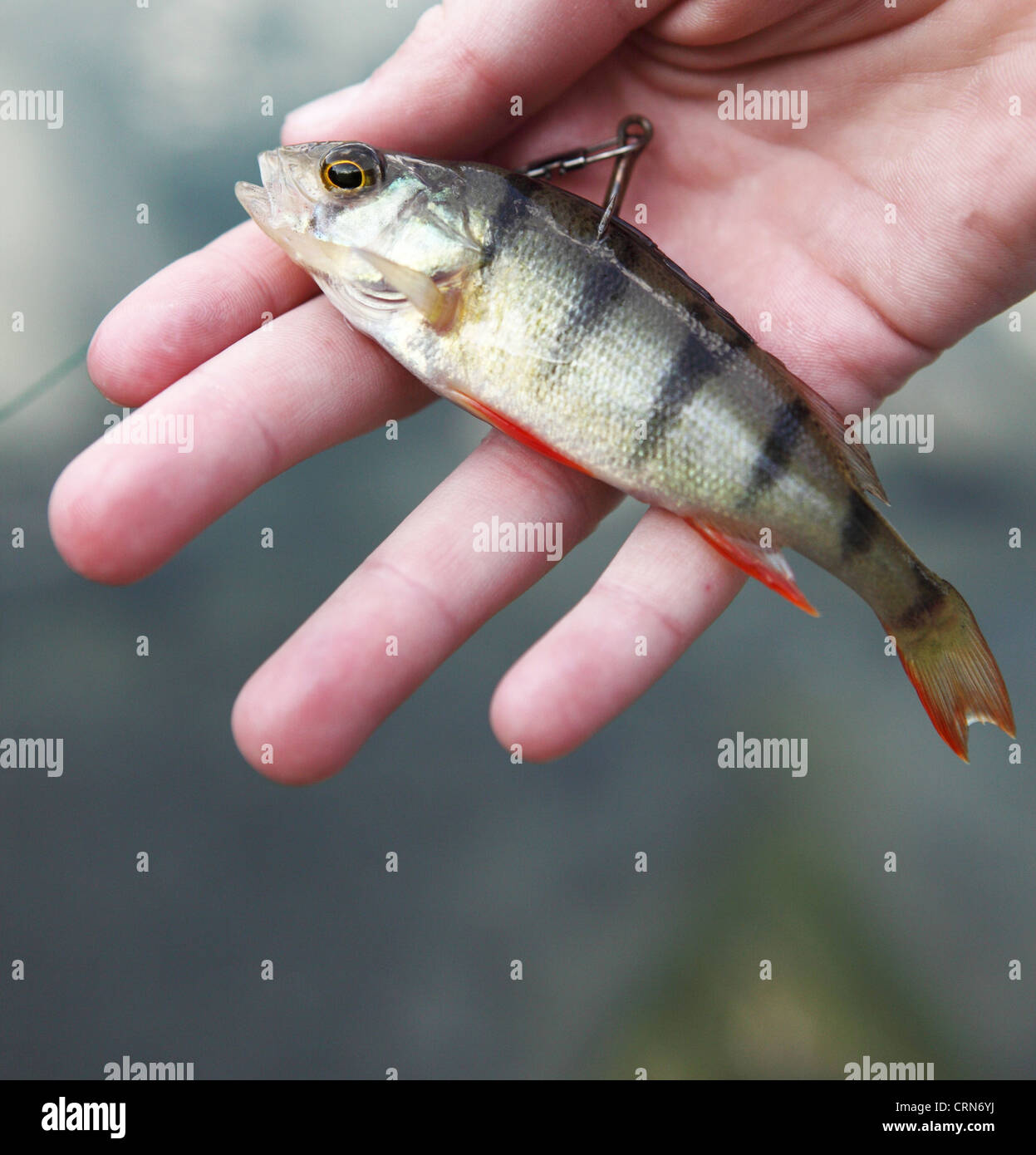 Bait fish used to attract large predatory fish Stock Photo - Alamy