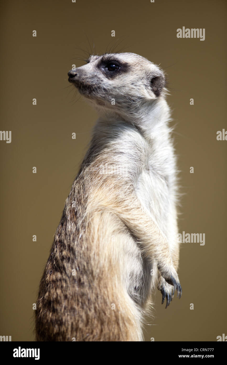 watchful meerkat standing guard Stock Photo - Alamy