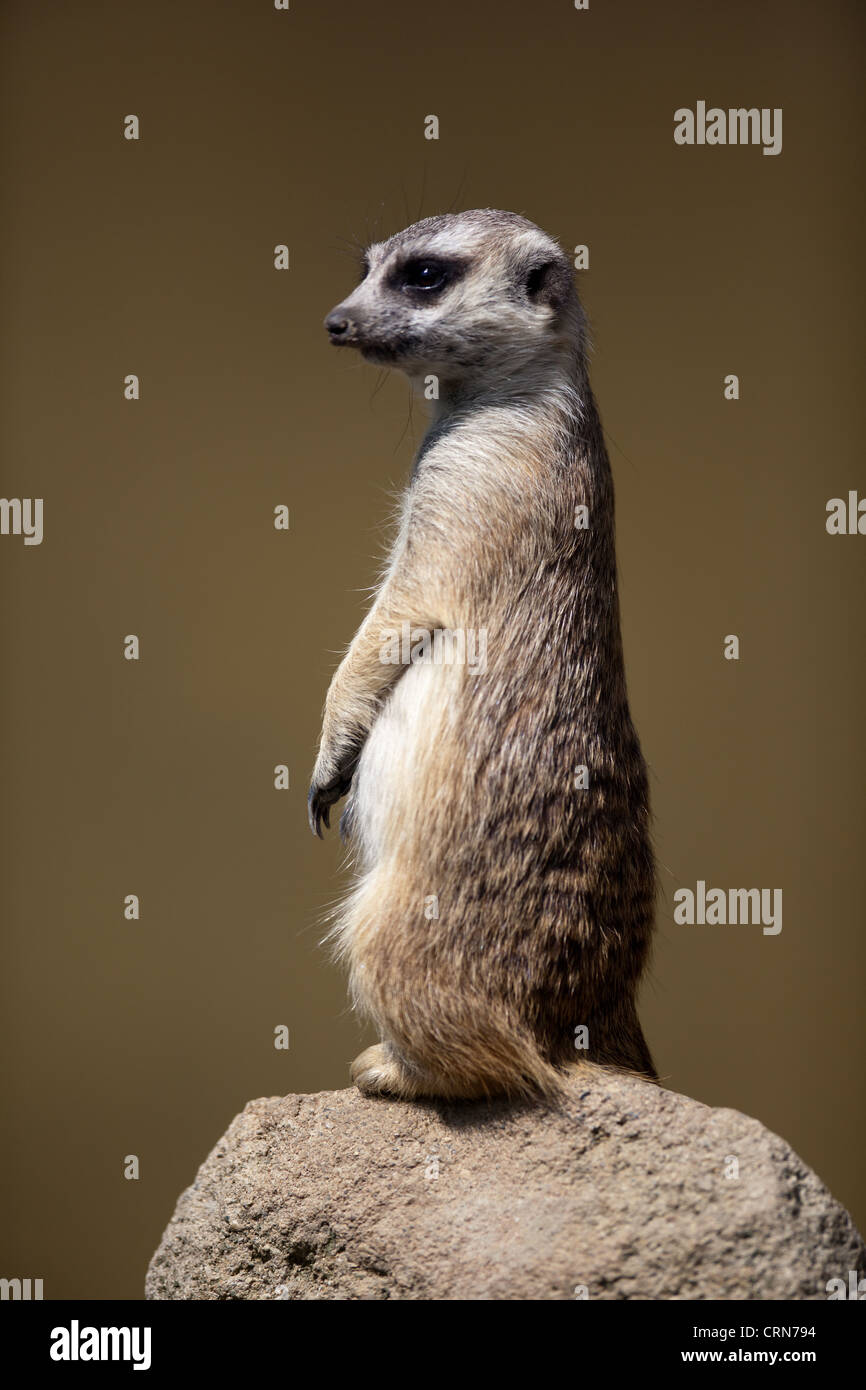 watchful meerkat standing guard Stock Photo - Alamy