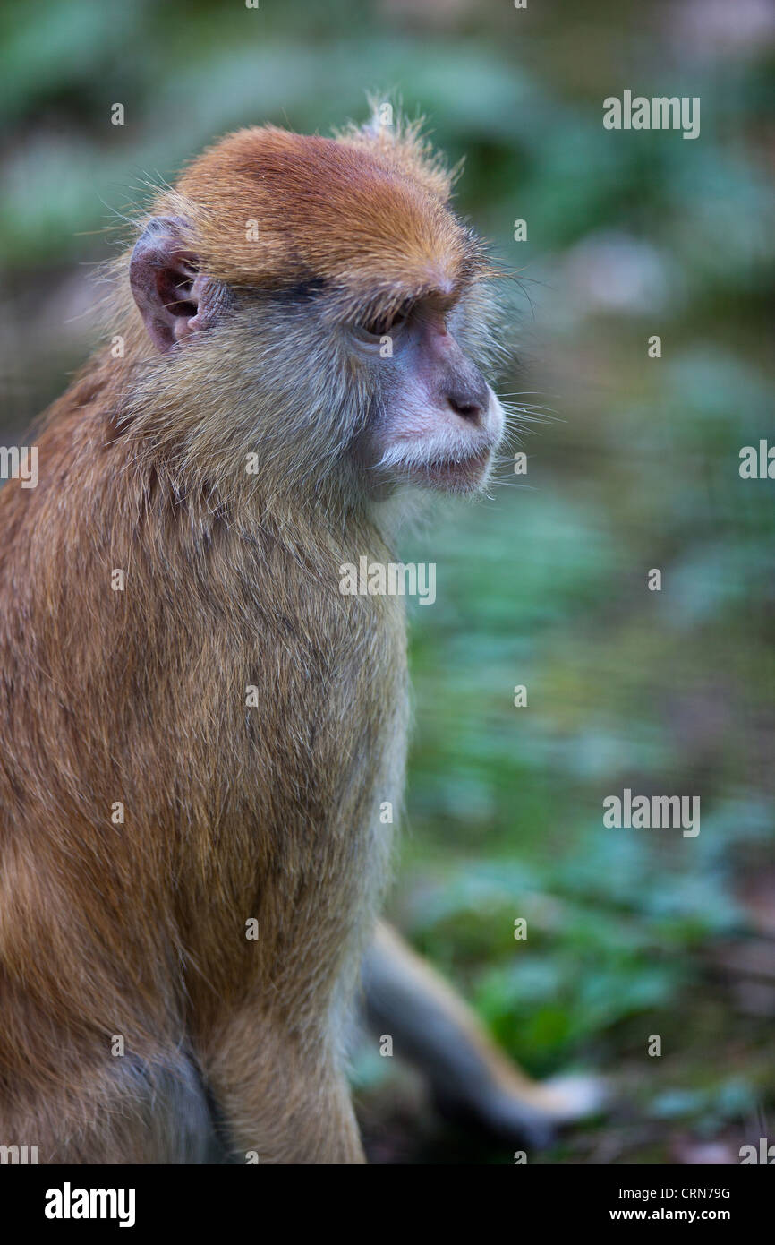Monkey apple africa hi-res stock photography and images - Alamy