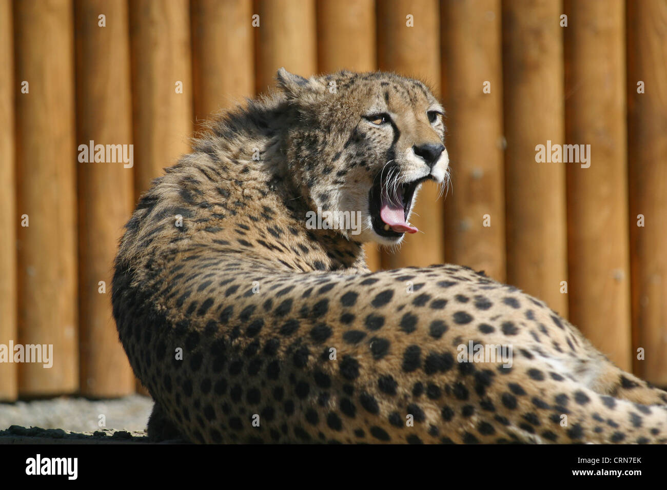 Fierce cheetah hi-res stock photography and images - Alamy