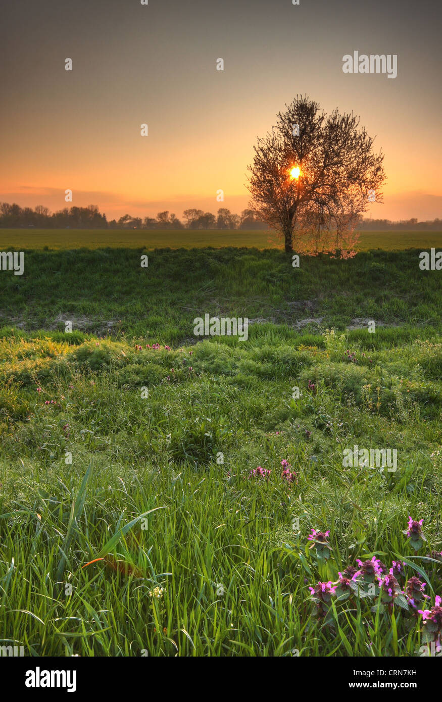Beautiful spring scenery with sun setting behind blossoming tree Stock ...