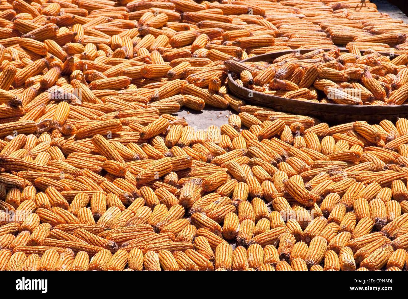 Corn ears drying on the floor in Longji village - Guangxi province ...