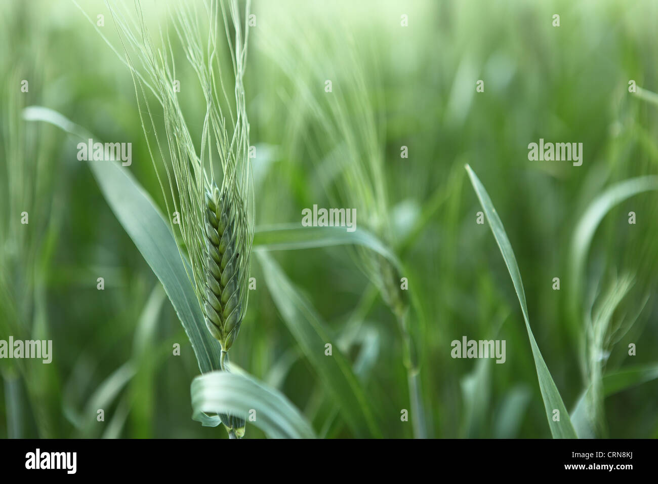 Ears of ripe barley Stock Photo - Alamy