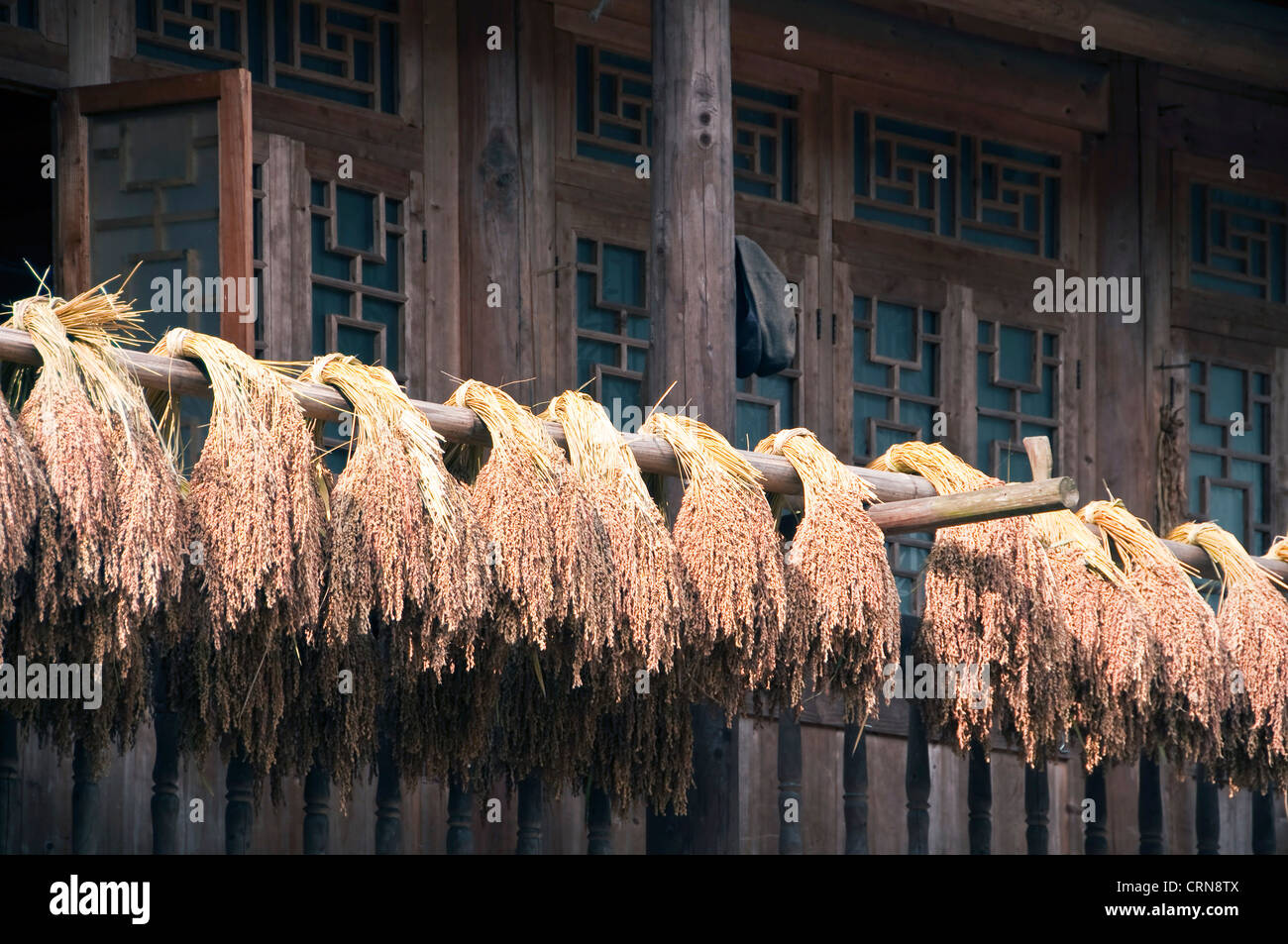 Rice ears drying in the sun after harvest- Zhaoxing, Guizhou province ...