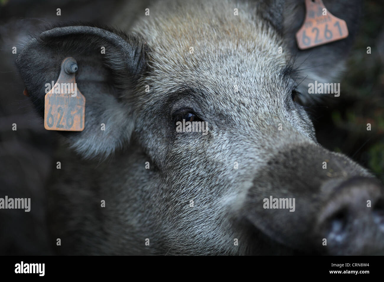 Close-up of a pig Stock Photo - Alamy