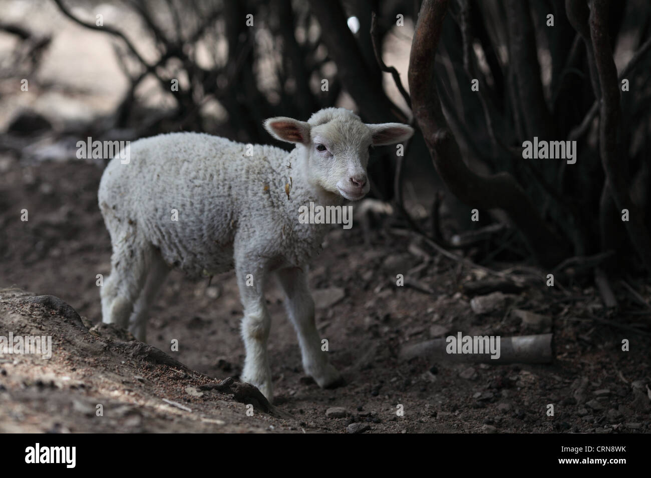 Staying upright hi-res stock photography and images - Alamy